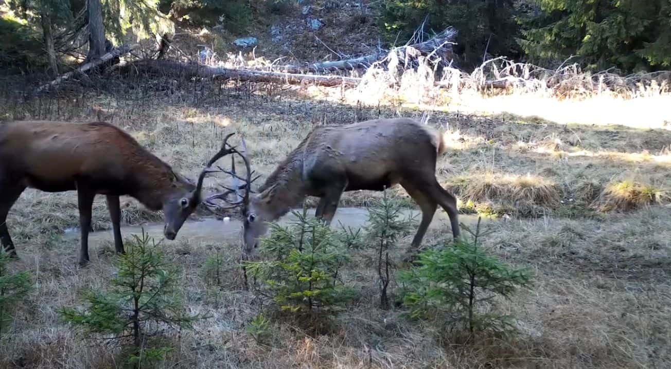 VIDEO Antrenament pentru perioada BONCĂNITULUI. Imagini SUPERBE cu doi ...