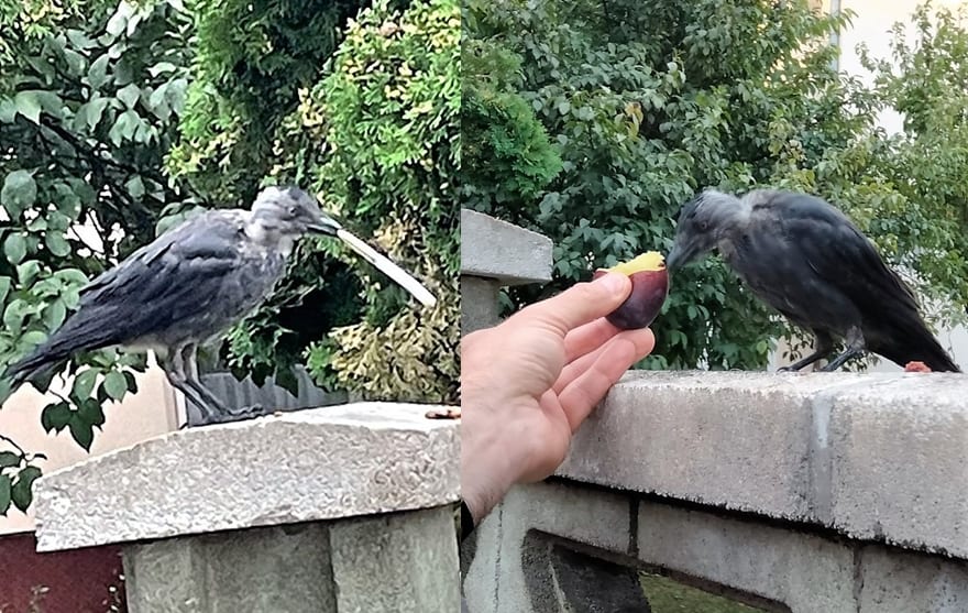 VIDEO FOTO. Stăncuţă cheflie. A fumat şi băut cu mesenii. Ornitolog ...