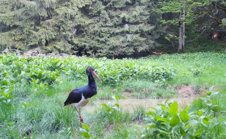 VIDEO. Apariție RARĂ în România. Imagini INEDITE cu o barză NEAGRĂ în ...