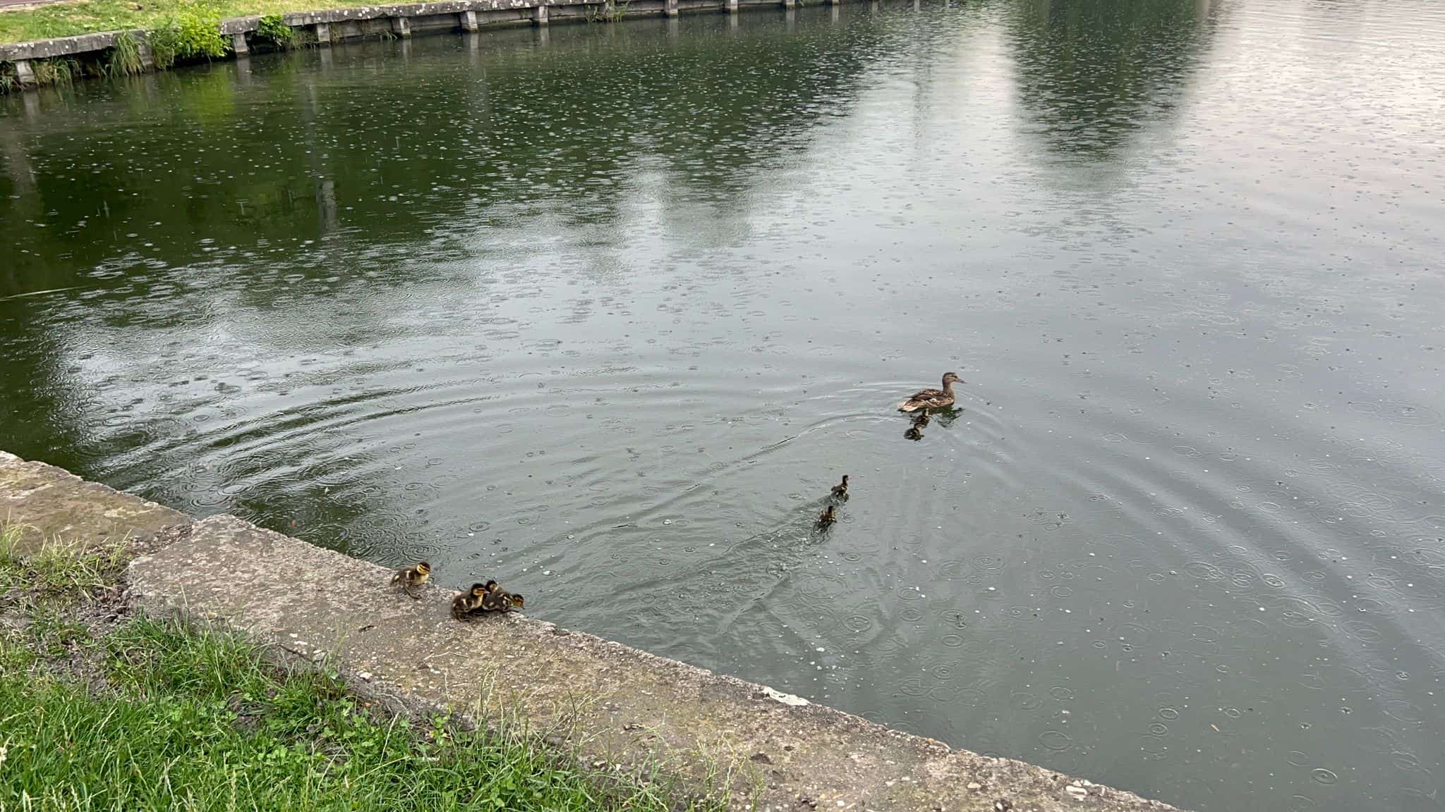 VIDEO. Familie de rațe, „mutată”, pe jos, din centrul Clujului pe lac ...